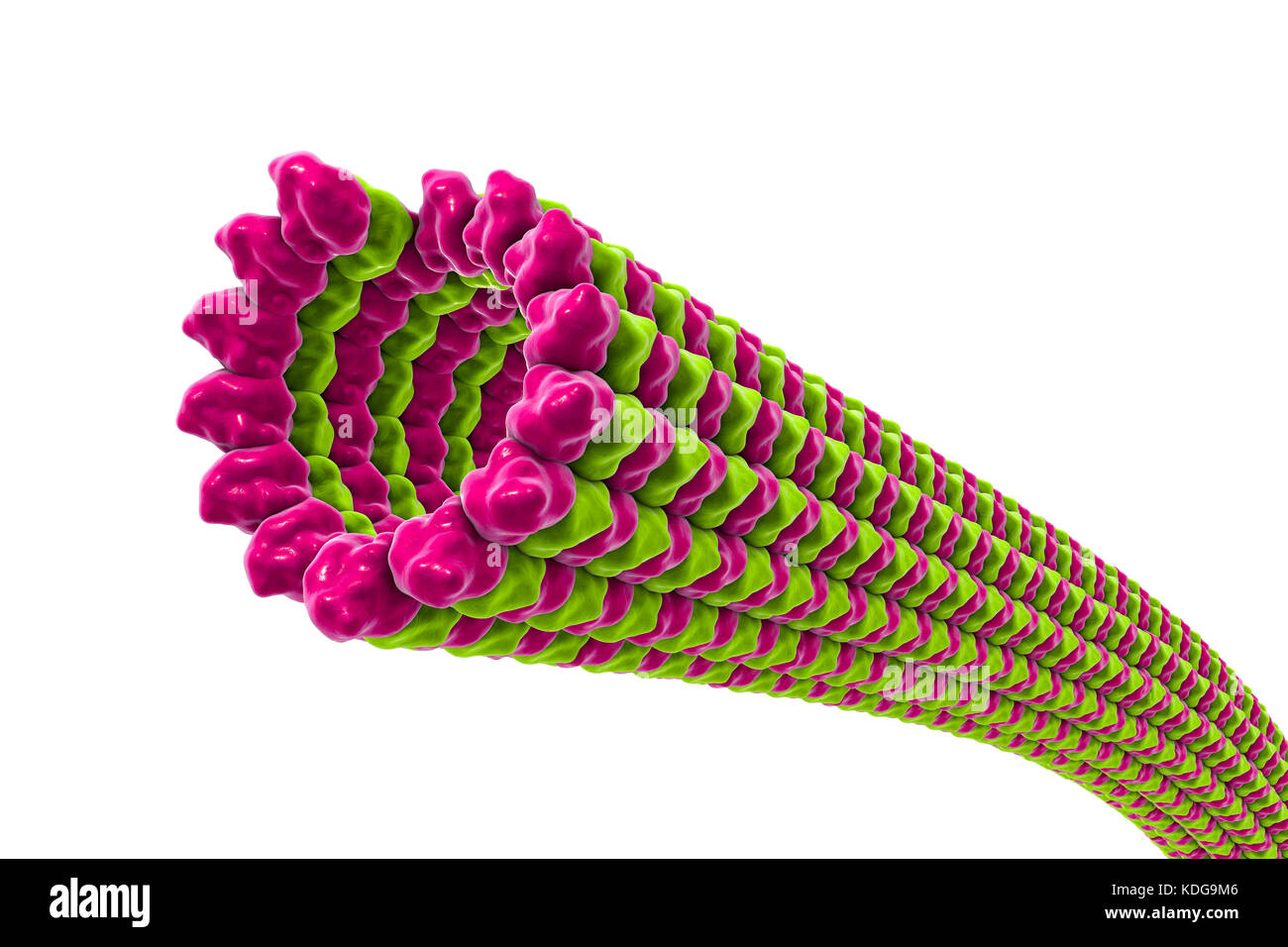 Les microtubules, ordinateur 3D illustration. Les microtubules sont des ...