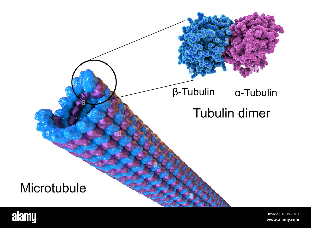 Structure d'un microtubule, ordinateur 3D illustration. Les ...