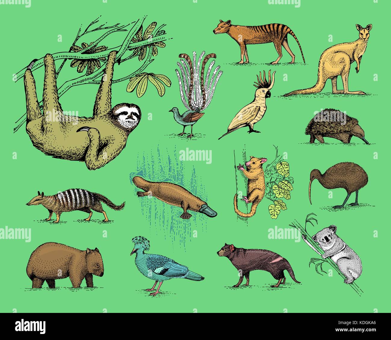 Grand ensemble de symboles de l'Australie et de la Nouvelle-Zélande ...