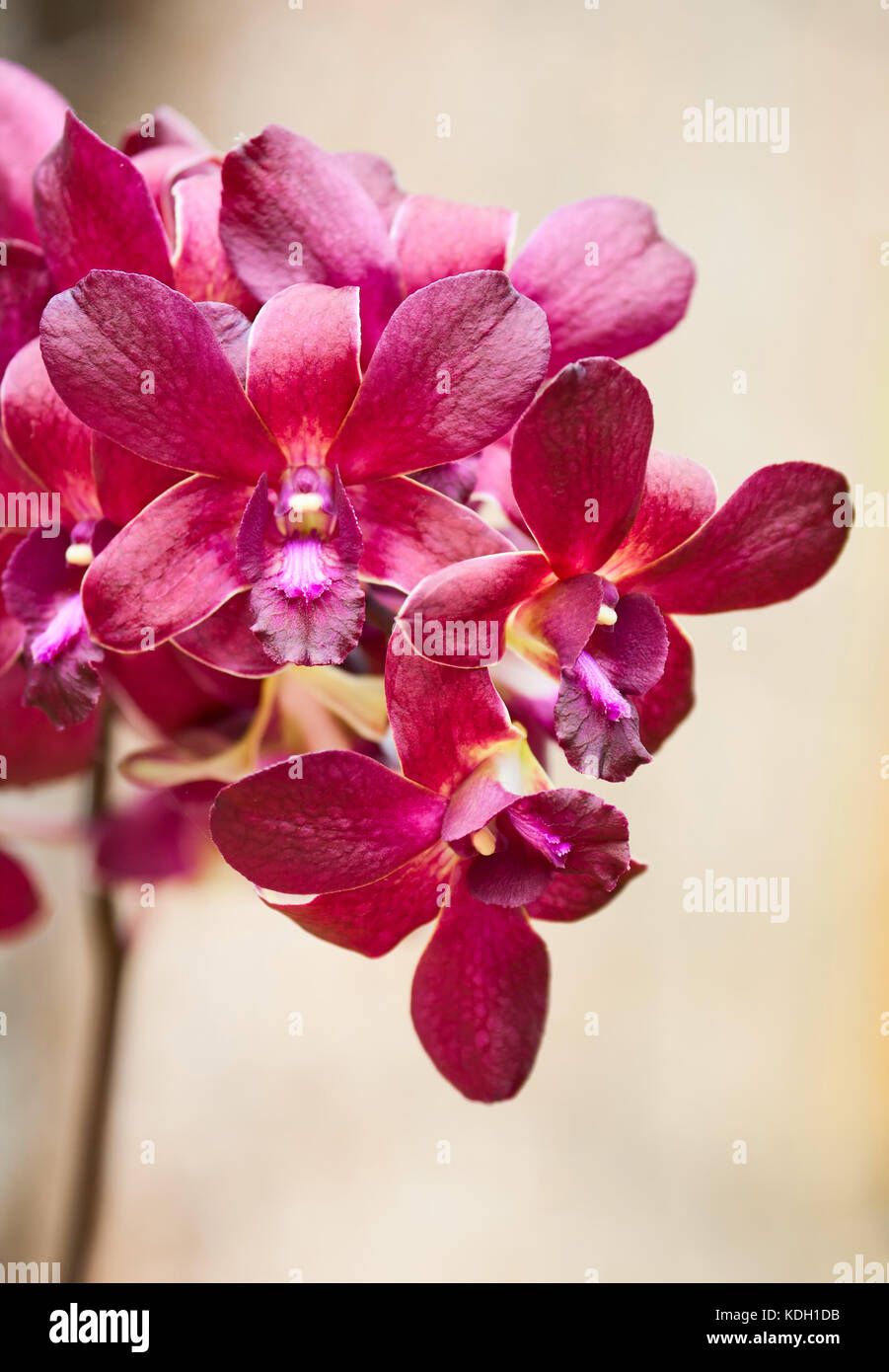 Tropical orchids Banque de photographies et d’images à haute résolution ...