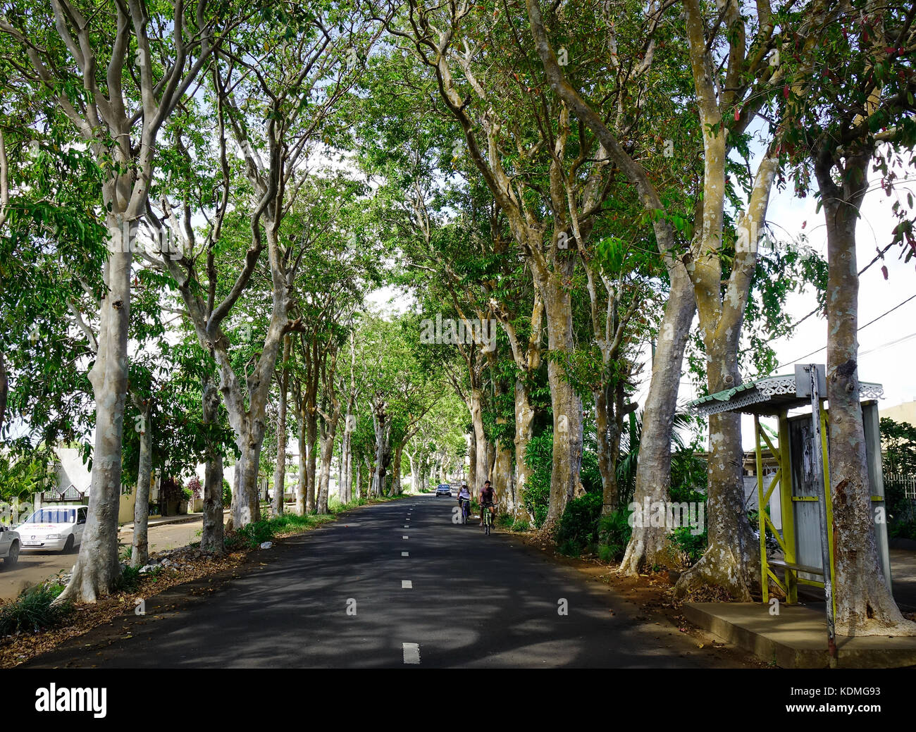Road lined trees in mauritius Banque de photographies et d’images à ...