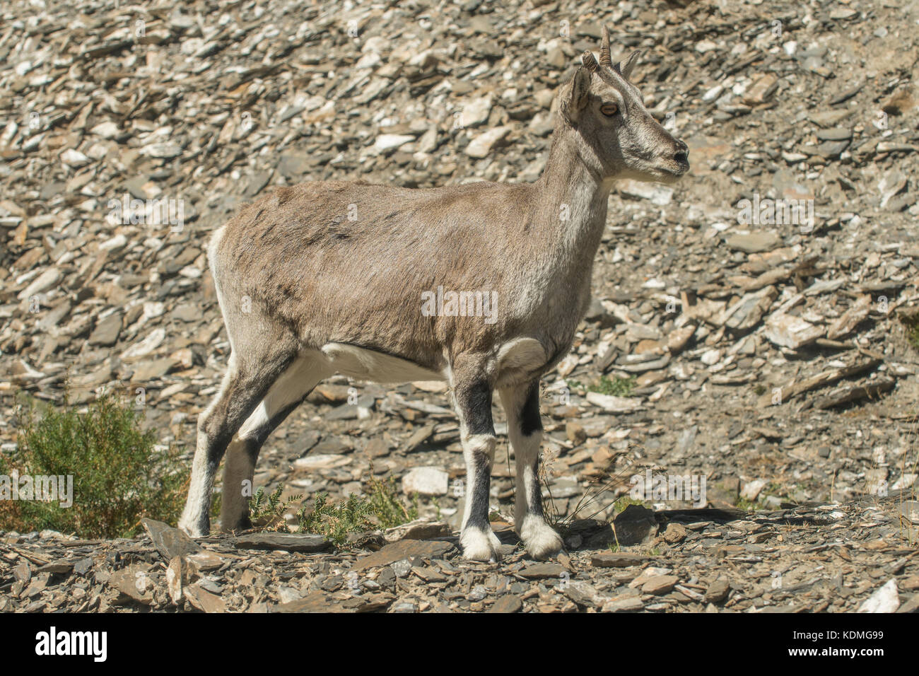 Mouton de l'himalaya Banque de photographies et d’images à haute ...