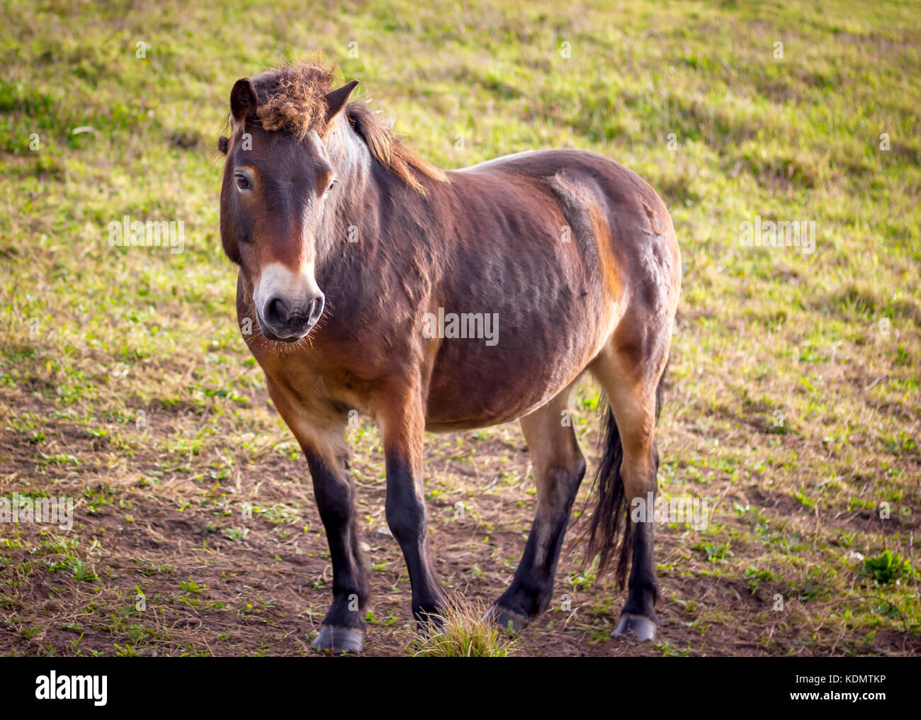 Poneys Marron Banque d'image et photos - Alamy