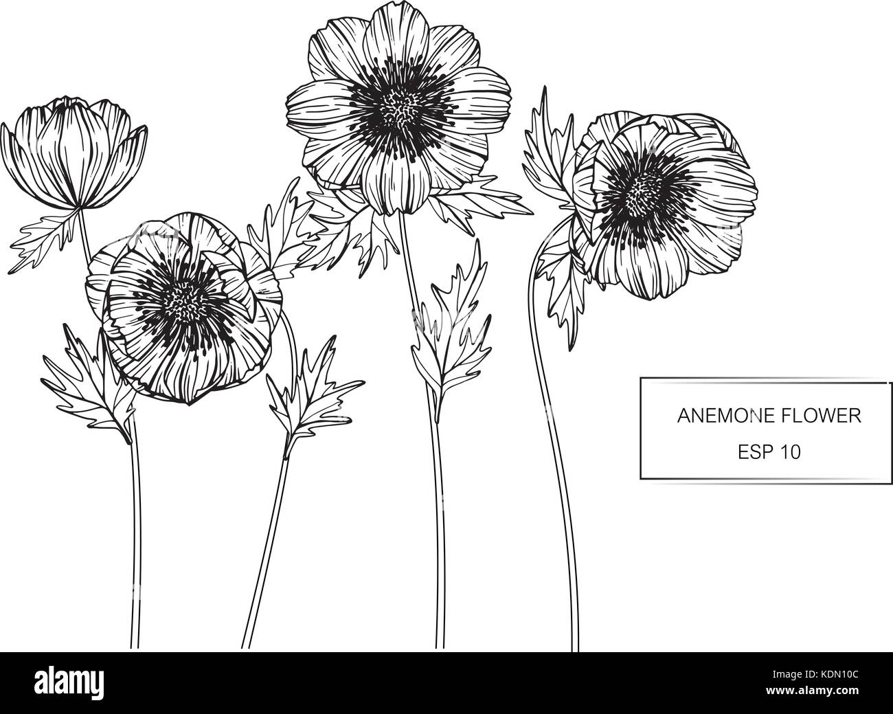 Dessin de fleurs anémone illustration. Noir et blanc avec des ...