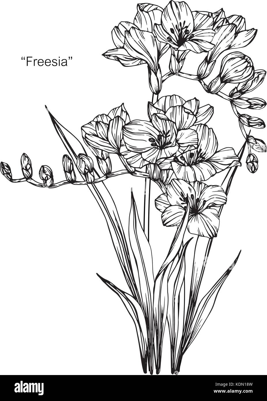 Dessin de fleurs Freesia illustration. Noir et blanc avec des ...