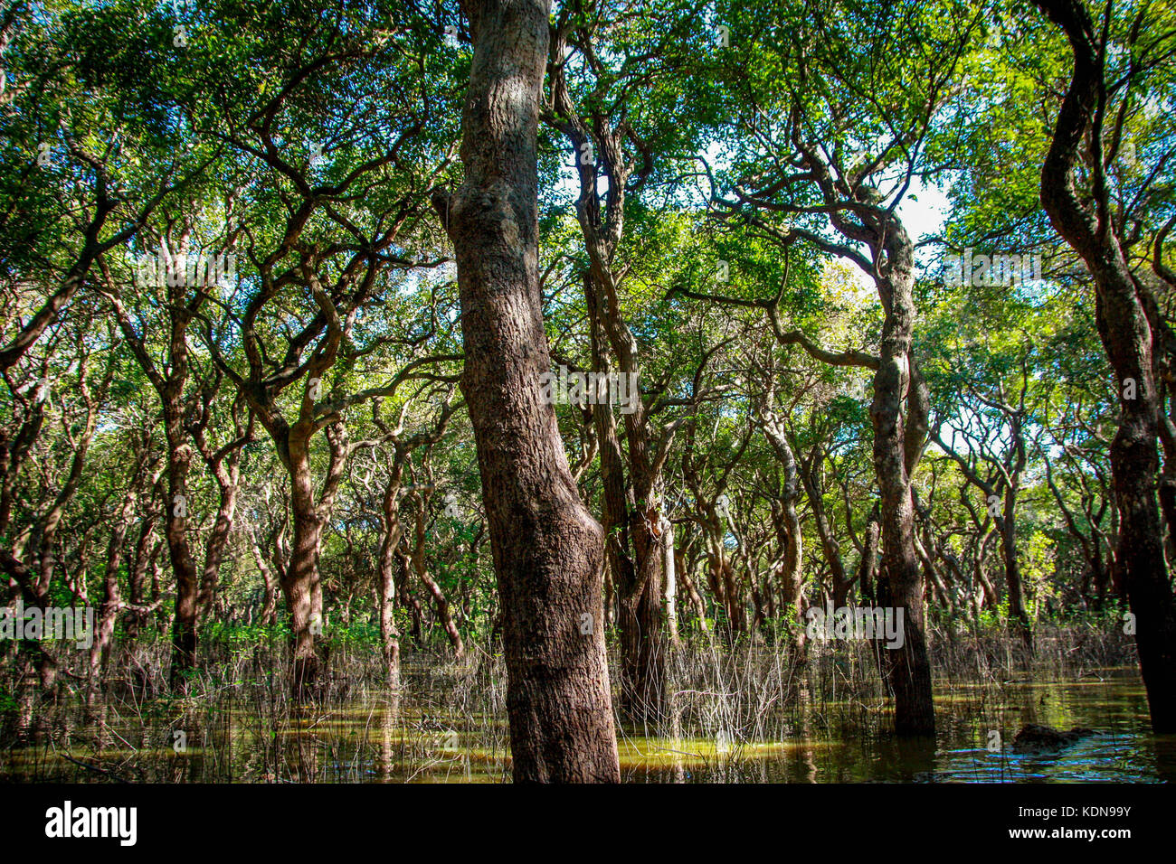La vie de mangrove Banque de photographies et d’images à haute ...