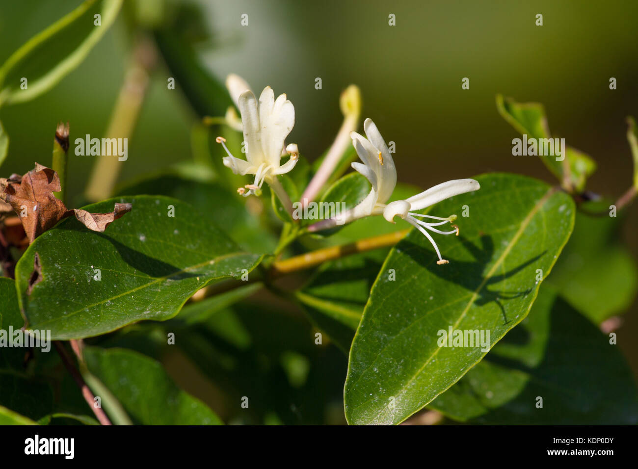 Japanese Honeysuckle Lonicera Japonica Banque d'image et photos - Alamy