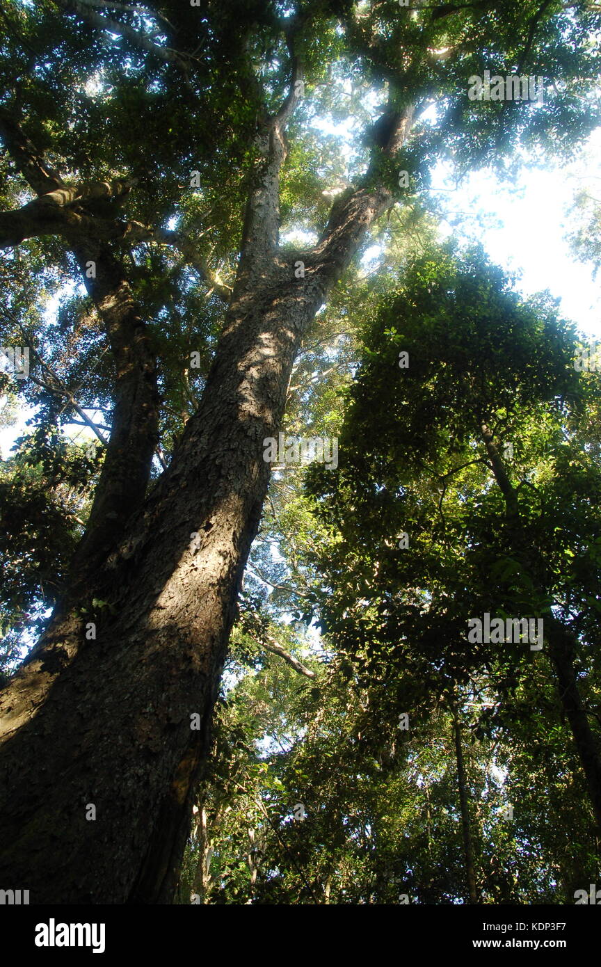 Afromontane forest Banque de photographies et d’images à haute ...