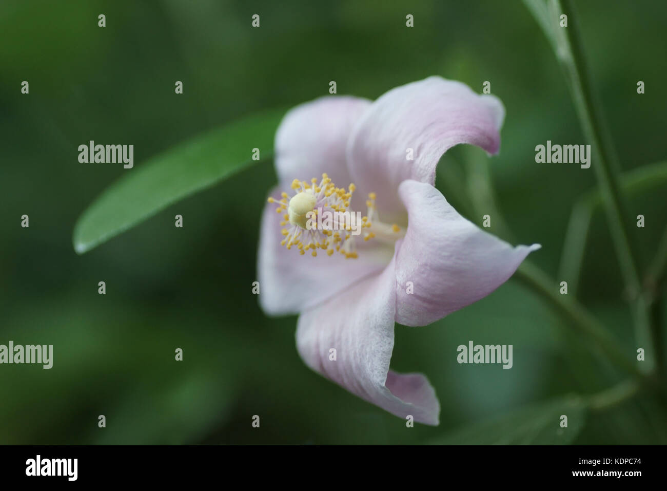 Hibiscus patersonius Banque de photographies et d’images à haute ...