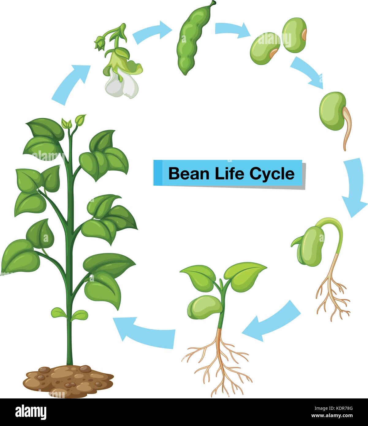 Schéma de l'illustration du cycle de vie du bean Image Vectorielle ...