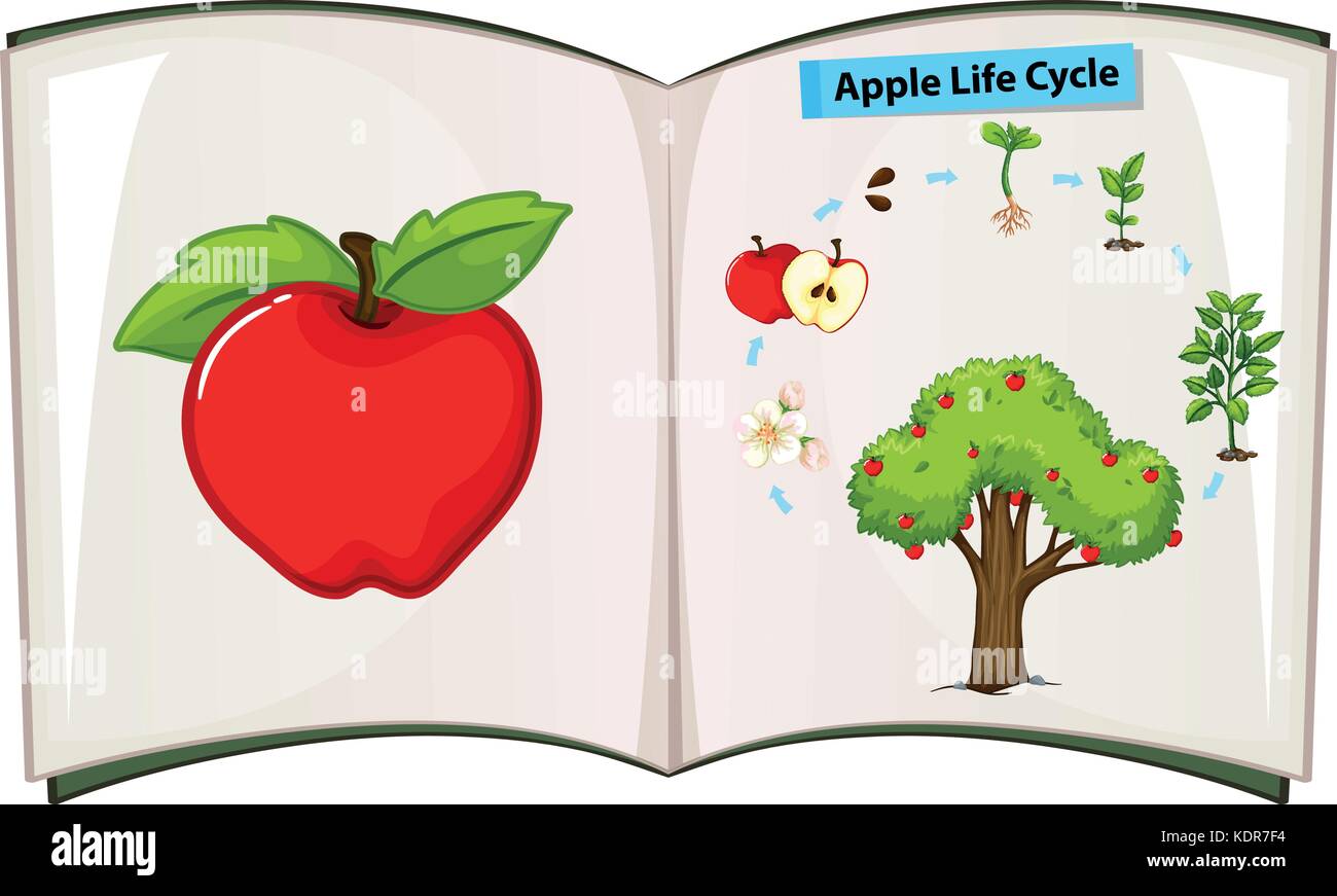 Life cycle of apple tree Banque d'images vectorielles - Alamy