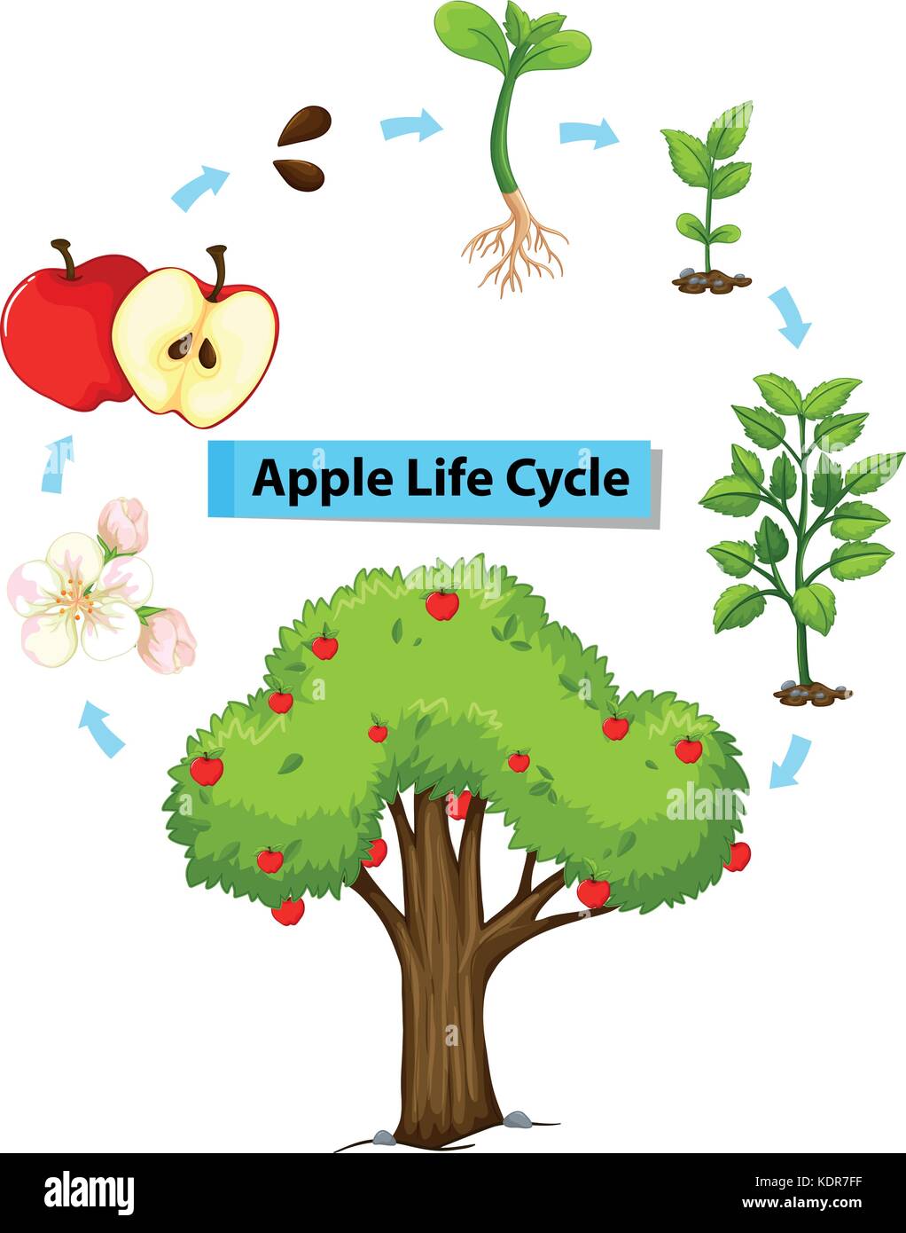 Schéma de l'illustration du cycle de vie d'apple Image Vectorielle ...