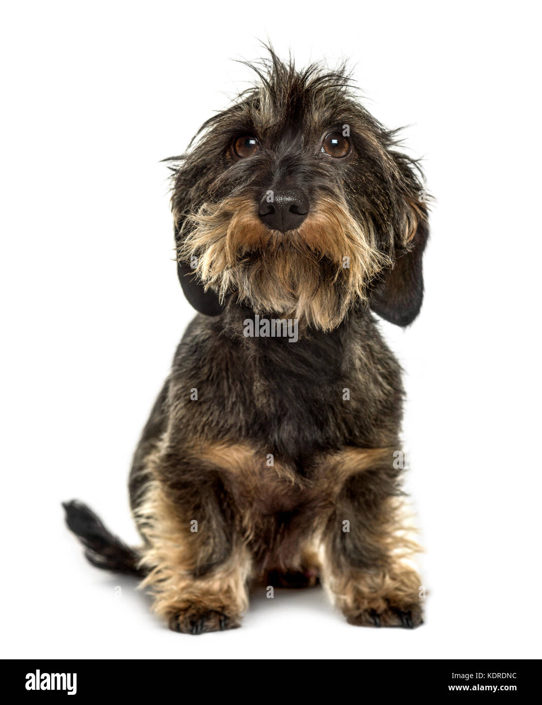 Teckel assis Banque de photographies et d’images à haute résolution ...