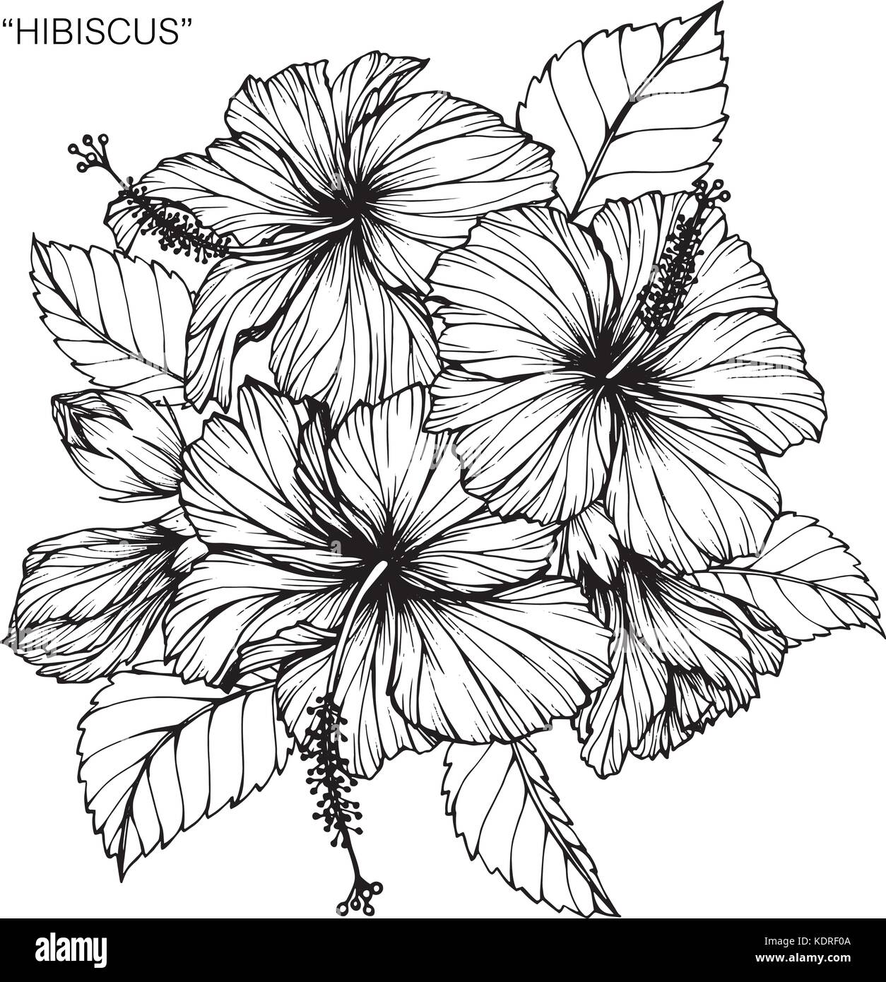 Fleur d'Hibiscus dessin illustration. Noir et blanc avec des ...