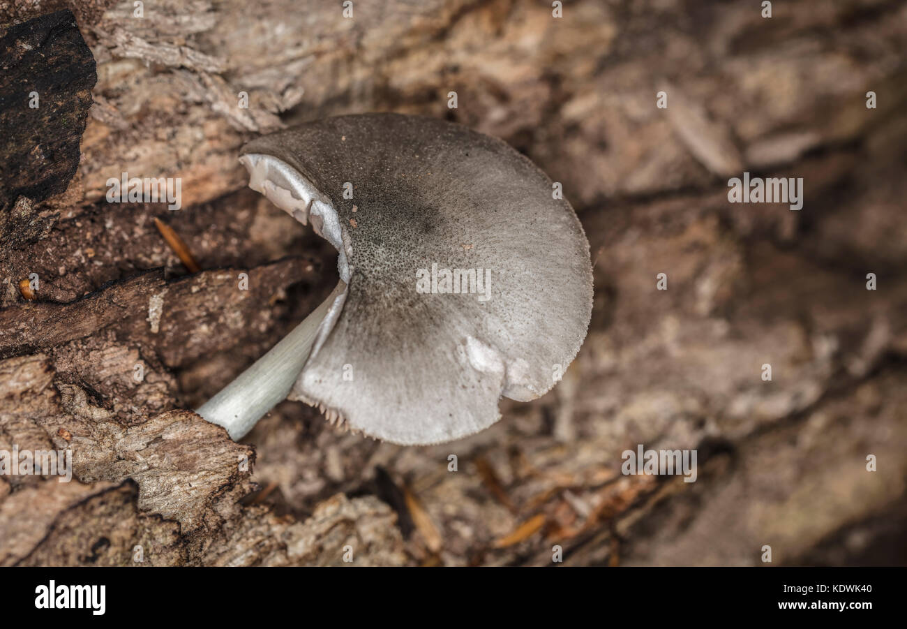 Champignon gris Banque de photographies et d’images à haute résolution ...