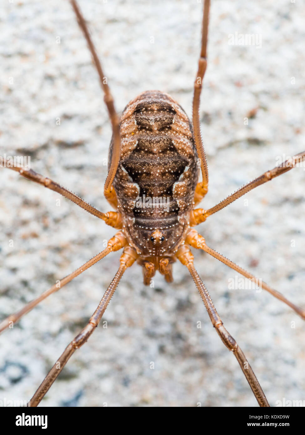 Insecte terrifiant Banque de photographies et d’images à haute ...