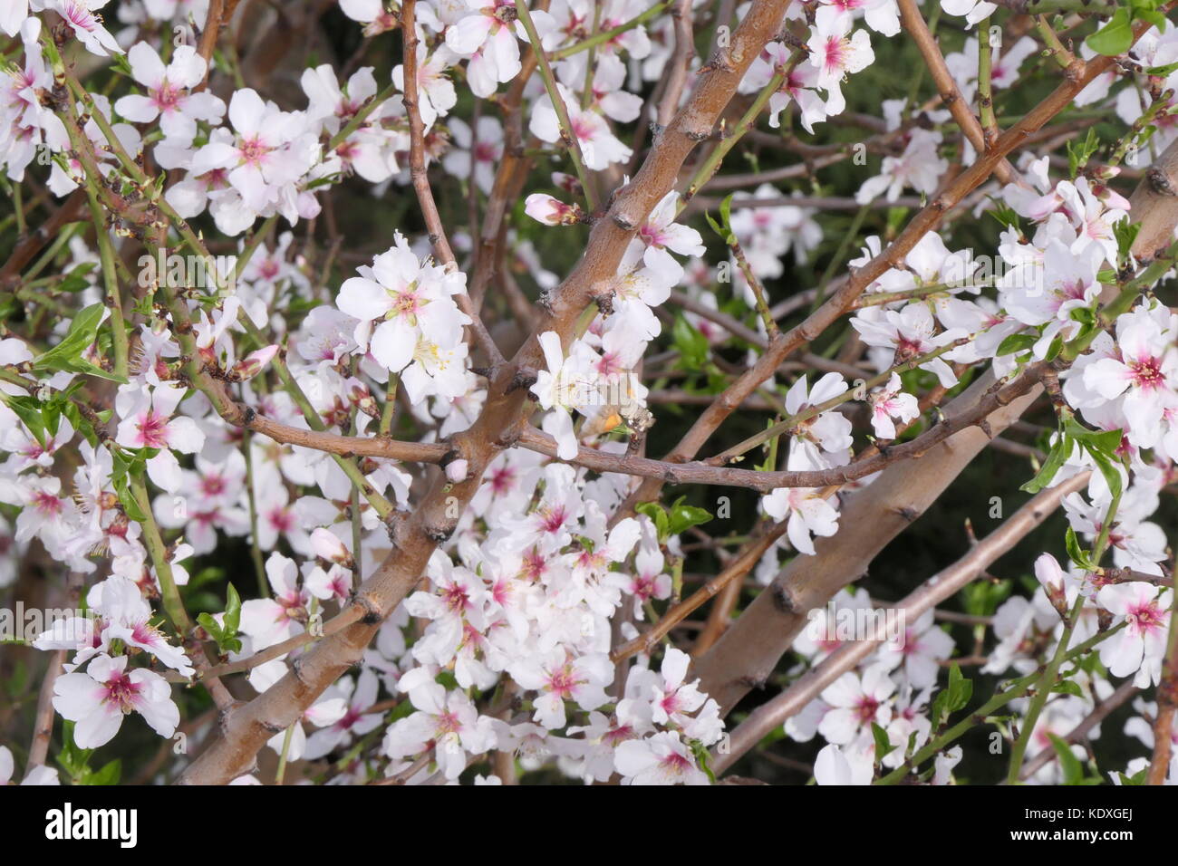 Rose et blanc fleurs de l'amandier, amandier et de feuilles d'arbres ...