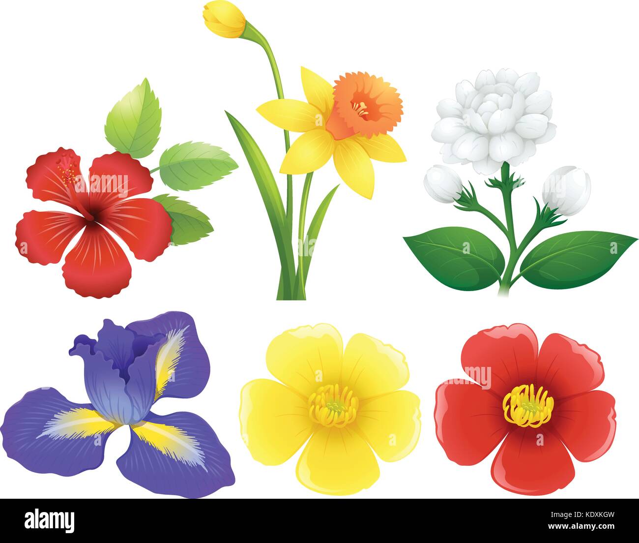 Différents types de fleurs illustration Image Vectorielle Stock - Alamy