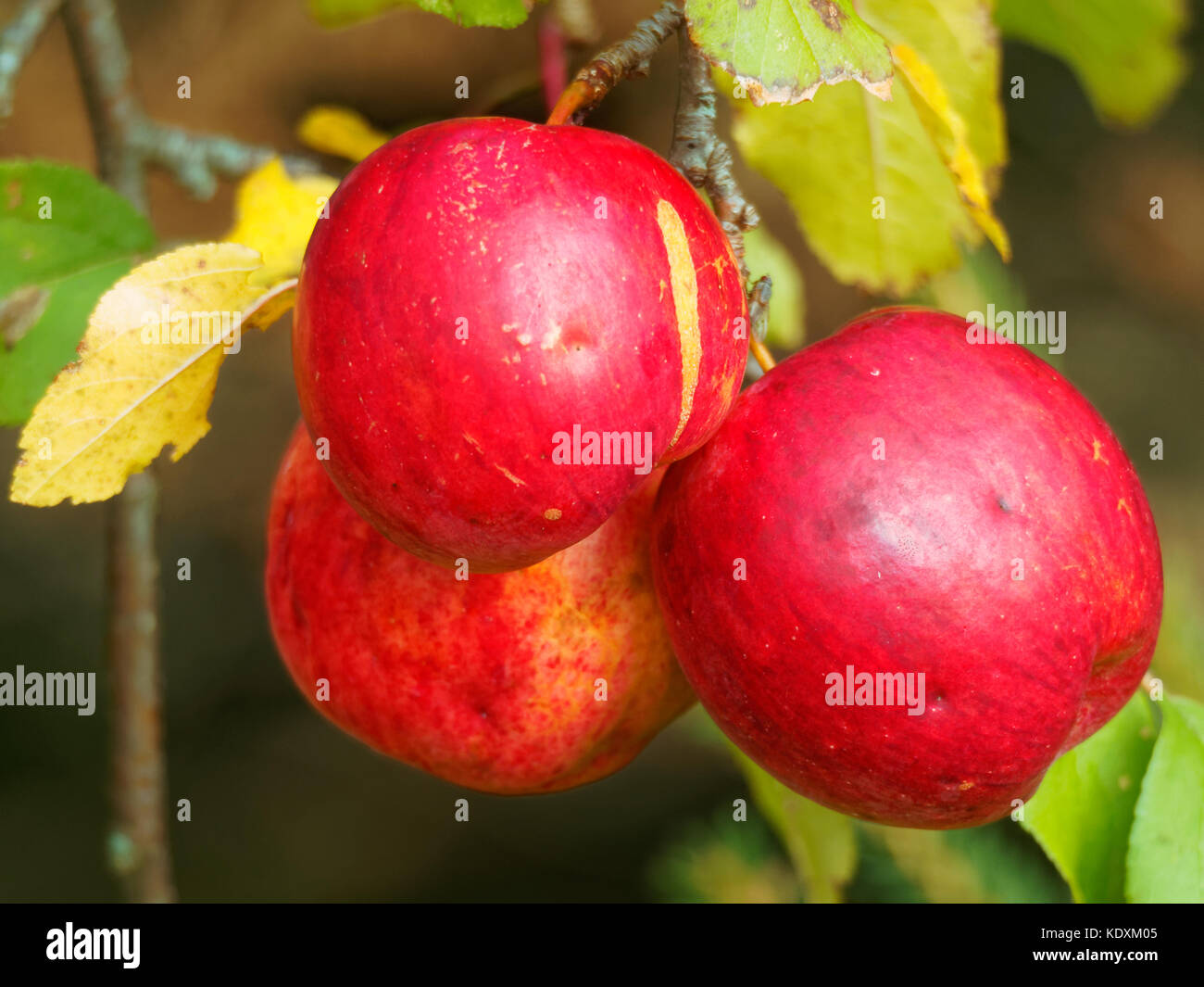 Canada apples Banque de photographies et d’images à haute résolution ...