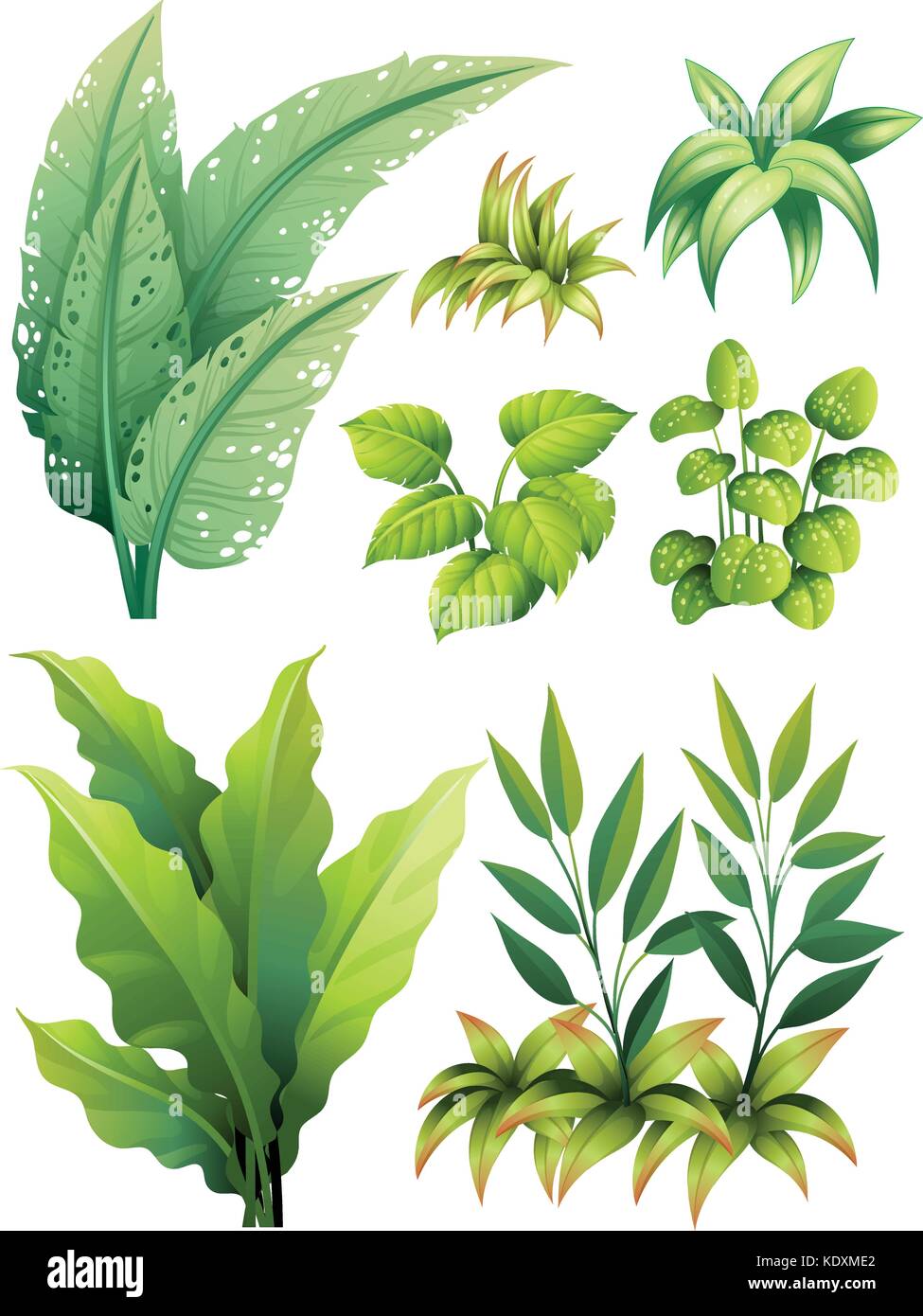 Différents types de feuilles illustration Image Vectorielle Stock - Alamy