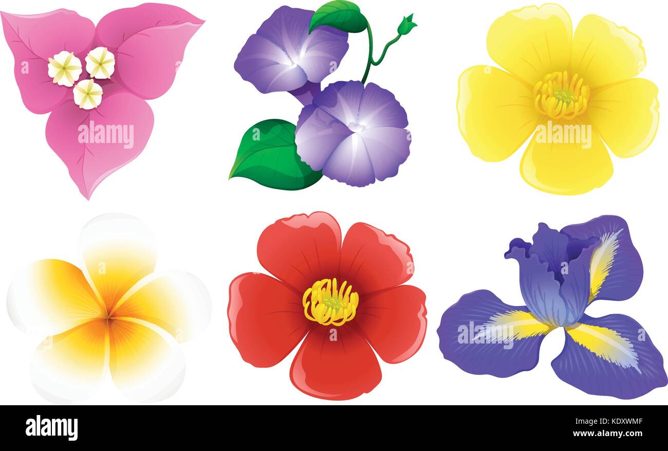 Différents types de fleurs sur fond blanc illustration Image ...