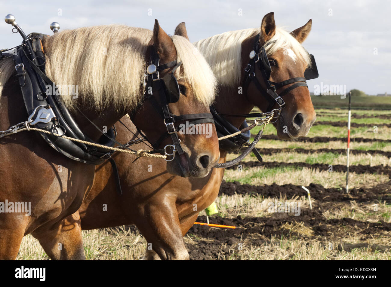 Labour de cheval de trait Banque de photographies et d’images à haute ...
