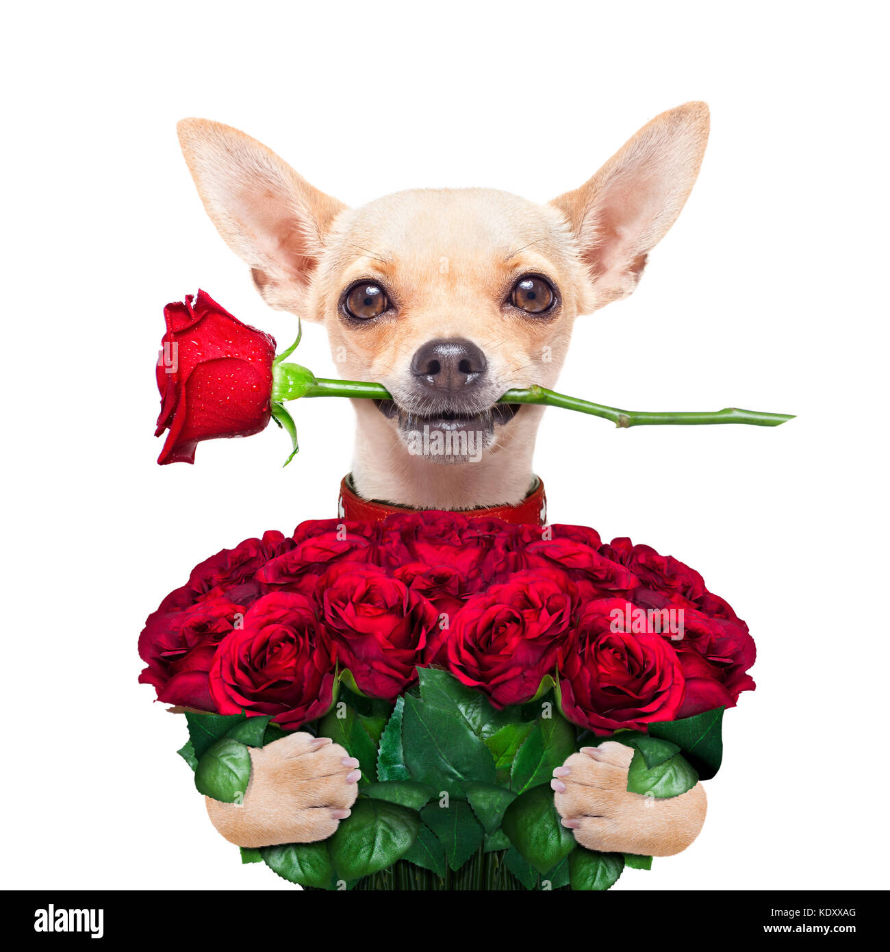 Valentines chihuahua chien tenant un bouquet de roses rouges , une rose ...