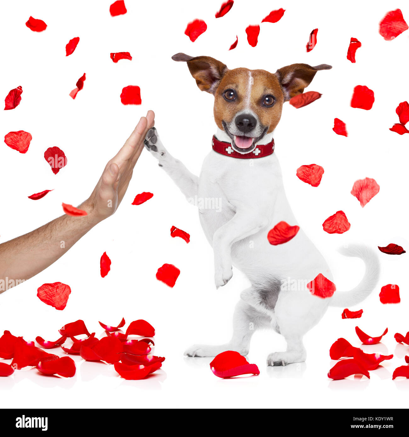 Jack Russell chien fou et ridicule dans l'amour le jour de valentines ...