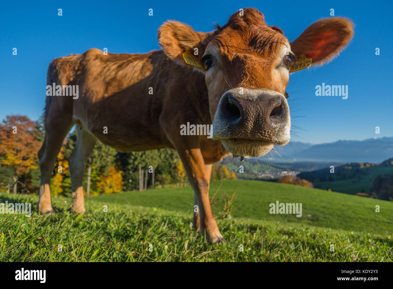 Vache suisse dans les alpes suisses Banque de photographies et d’images ...