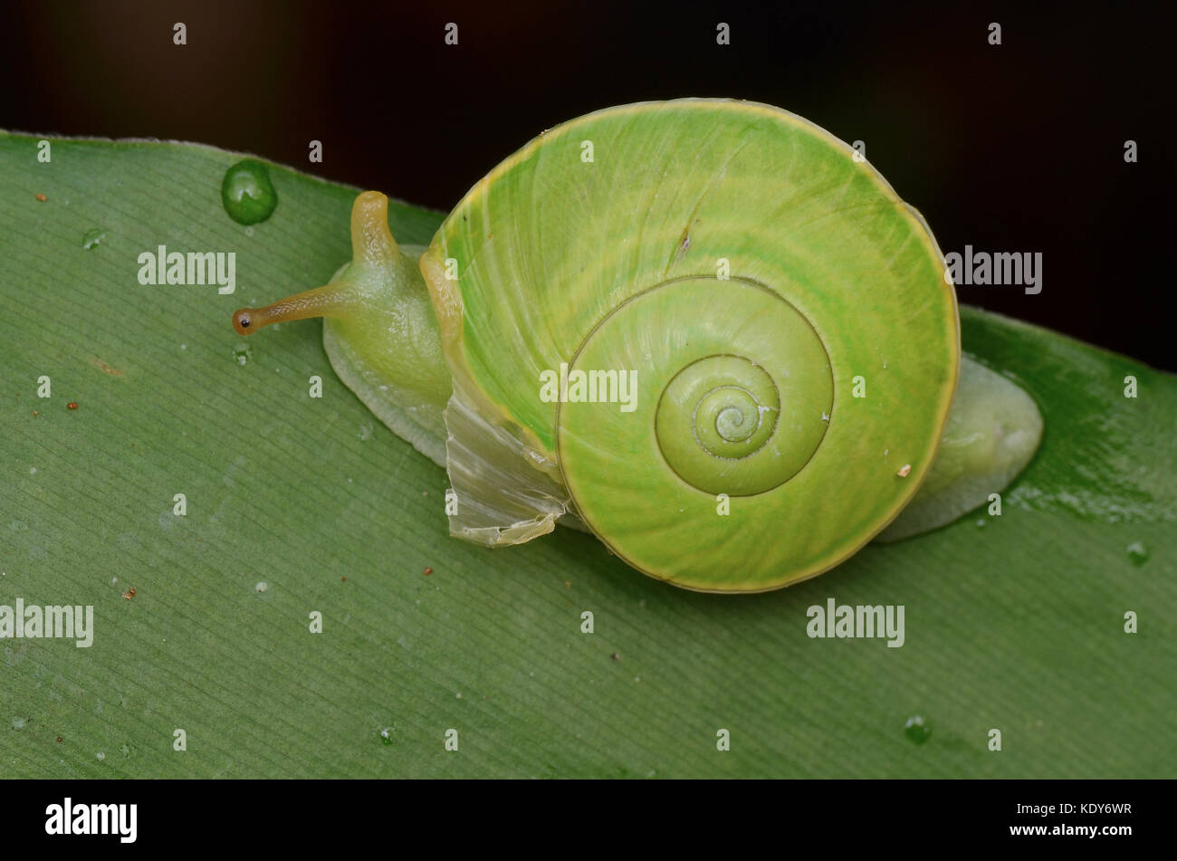Escargot endémique Banque de photographies et d’images à haute ...