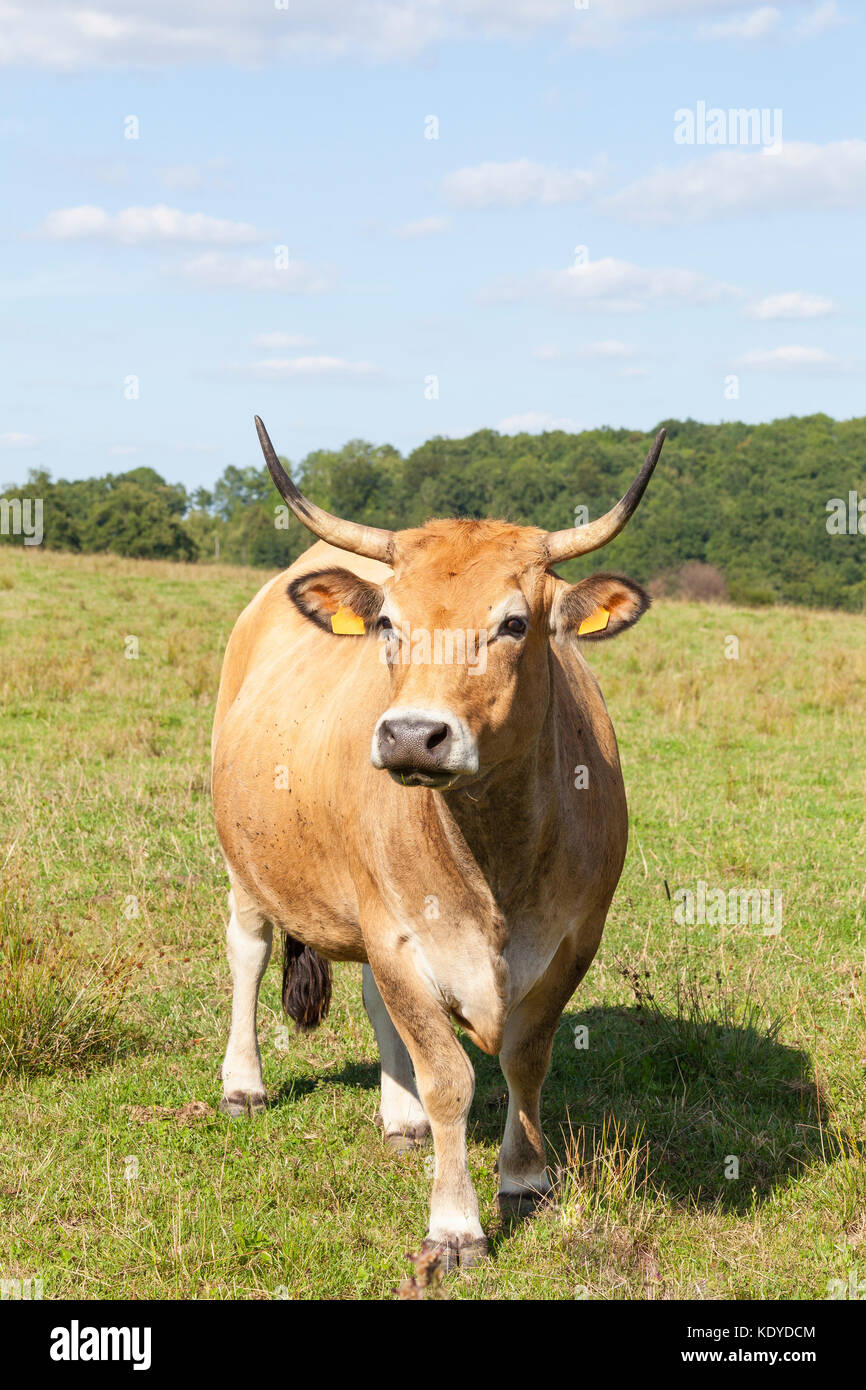 Parthenaise cattle Banque de photographies et d’images à haute ...
