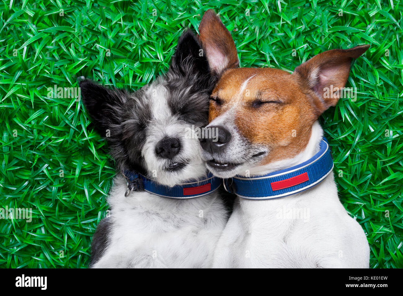 Couple de chiens Banque de photographies et d’images à haute résolution ...