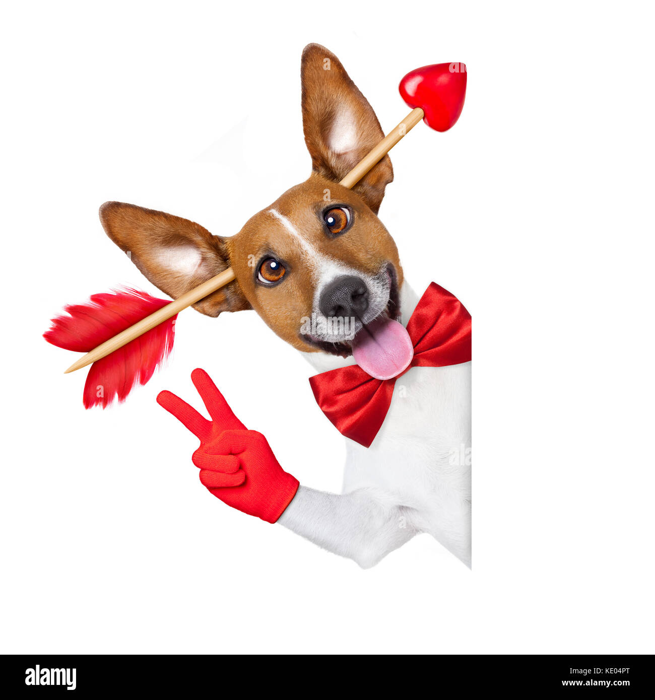 Jack Russell chien fou et ridicule dans l'amour le jour de valentines ...