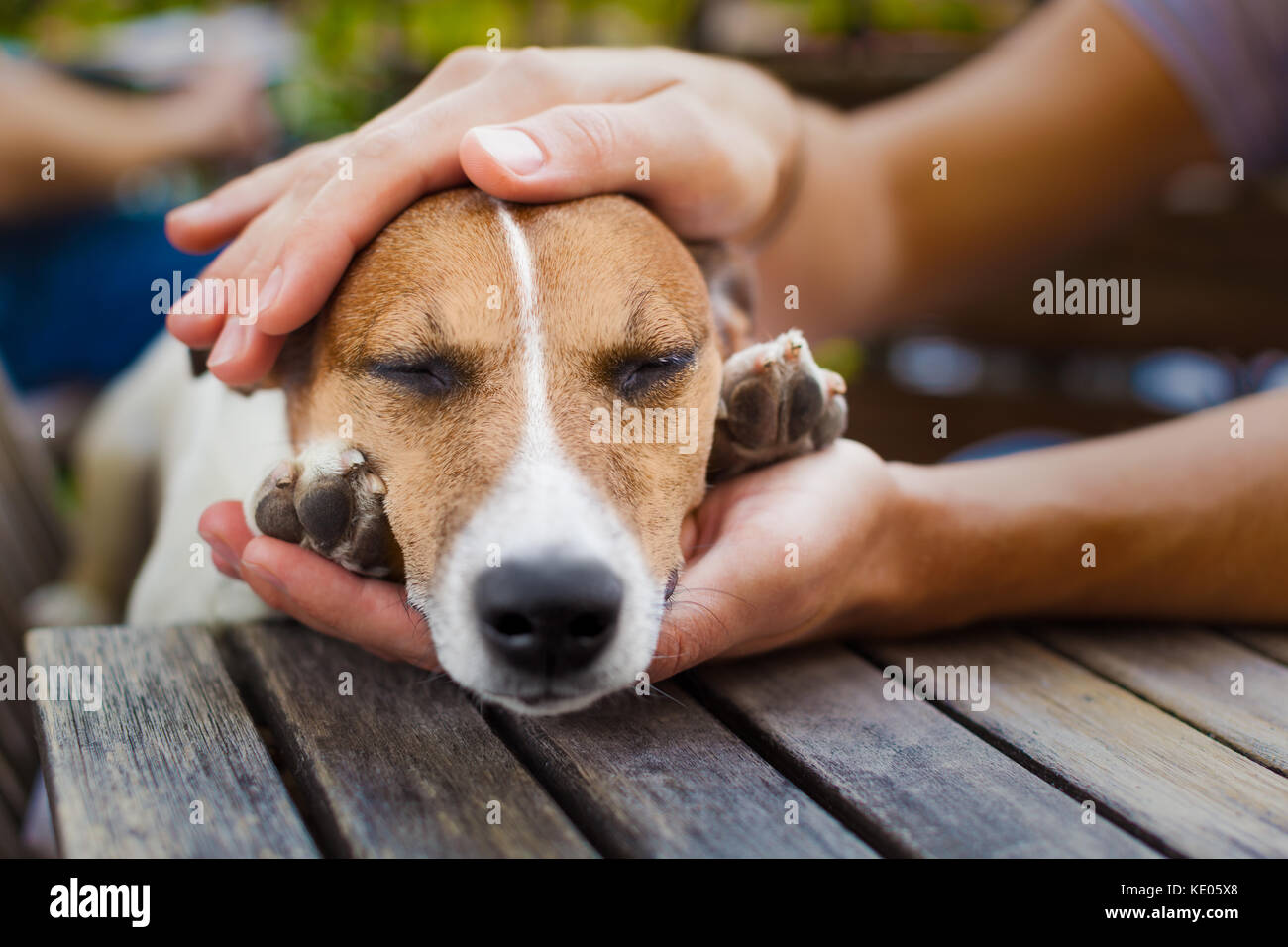 Propriétaire de flatter son chien, alors qu'il est en train de dormir ...