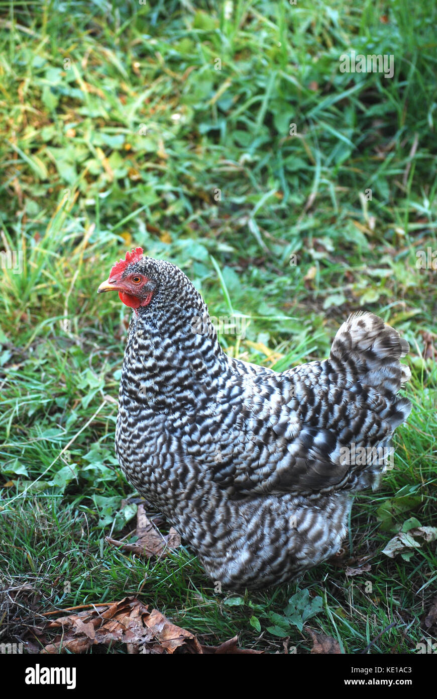 Poulet de basse cour Banque de photographies et d’images à haute ...