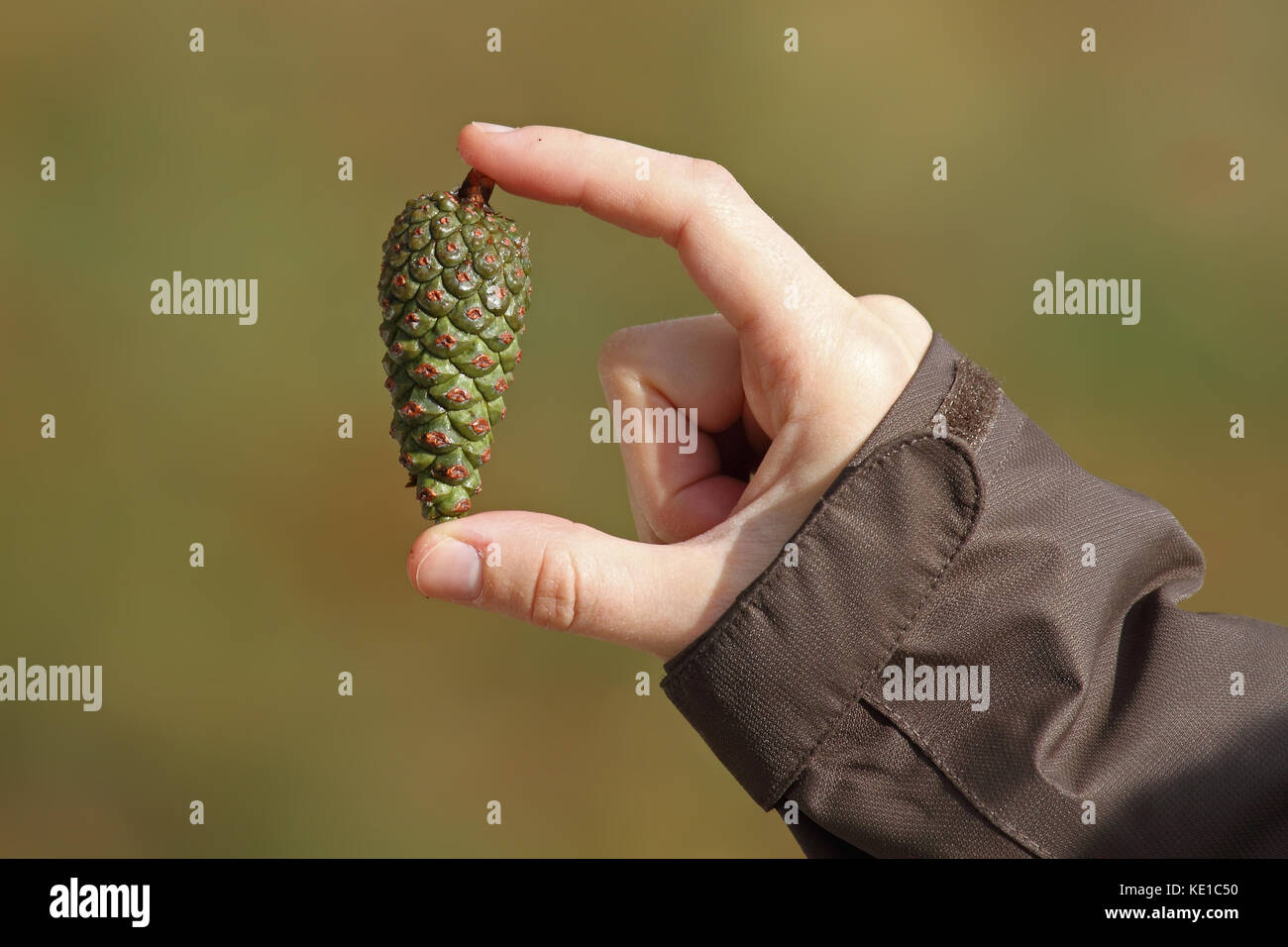 Pinus pinea needles Banque de photographies et d’images à haute ...