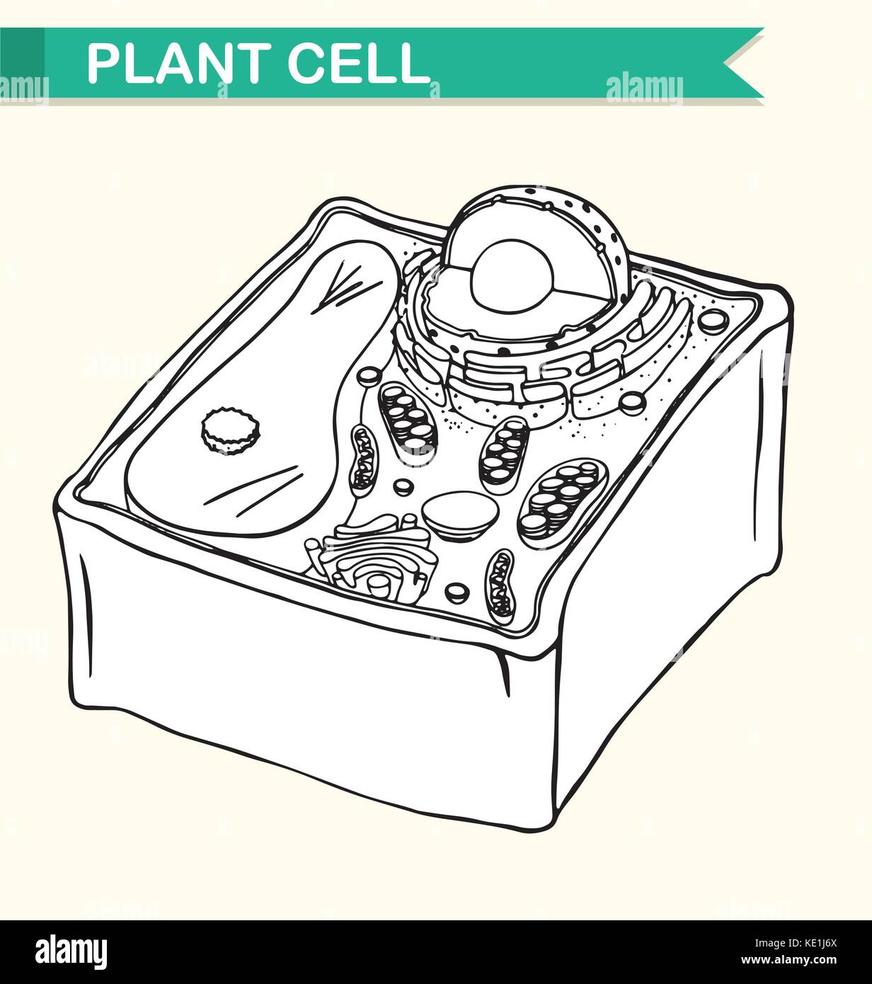 Schéma de l'illustration de cellules végétales Image Vectorielle Stock ...