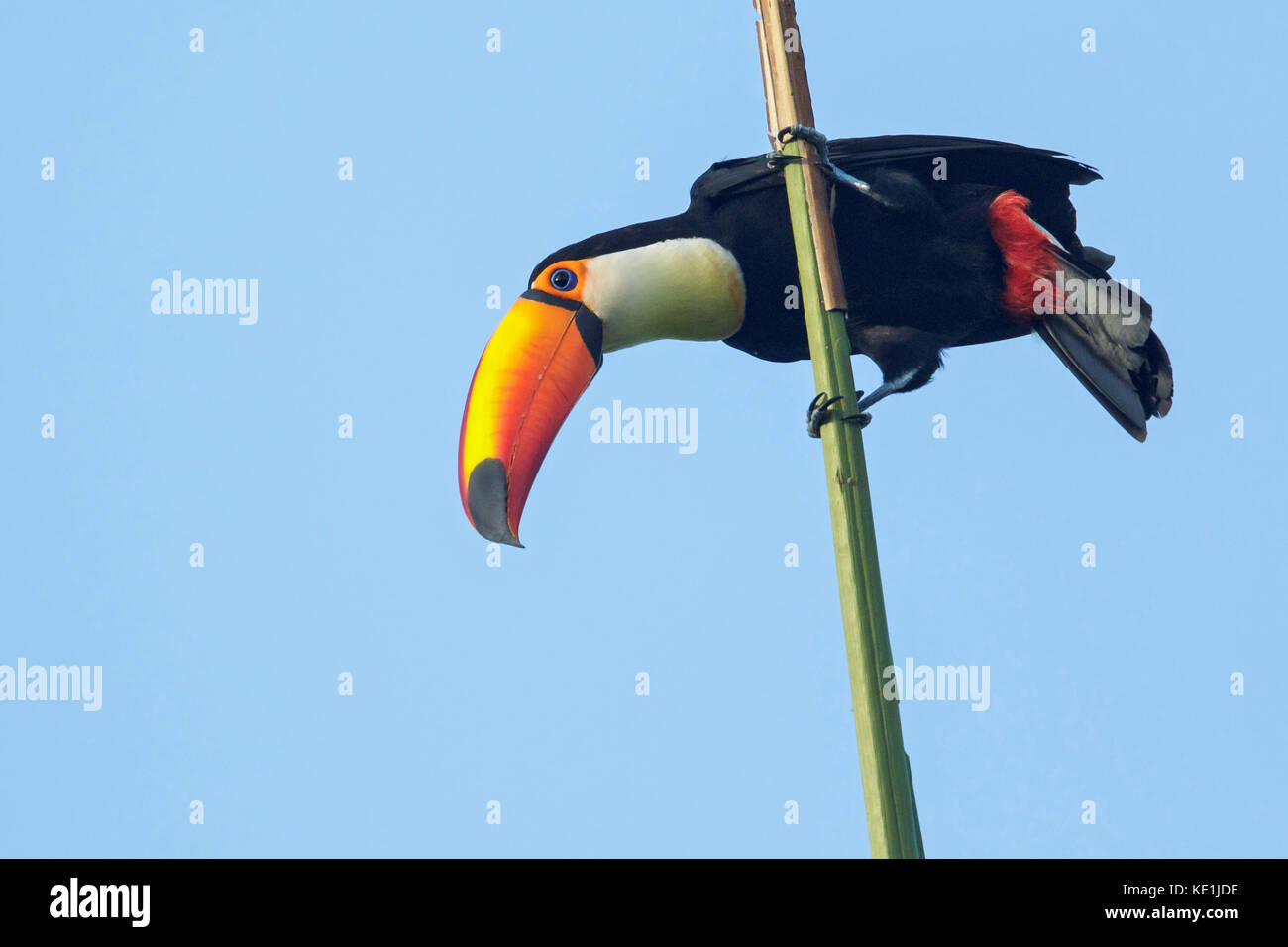 Toucan Toco (Ramphastos toco) perché sur une branche dans la forêt ...