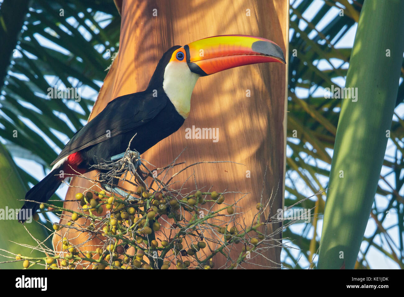 Toucan Toco (Ramphastos toco) perché sur une branche dans la forêt ...