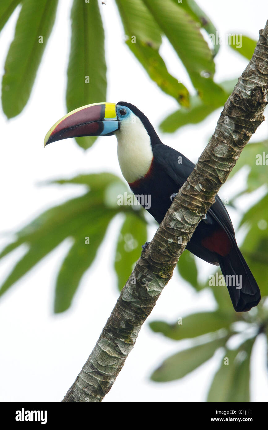 Ramphastos tucanus Banque de photographies et d’images à haute ...