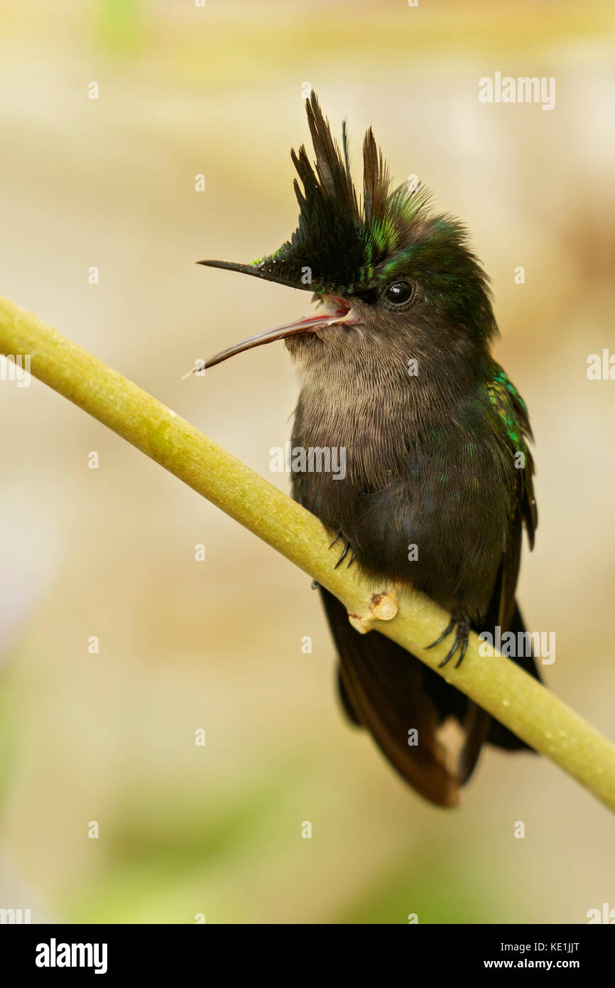 Antillean crested hummingbird (Orthorhyncus cristatus) perché sur une ...