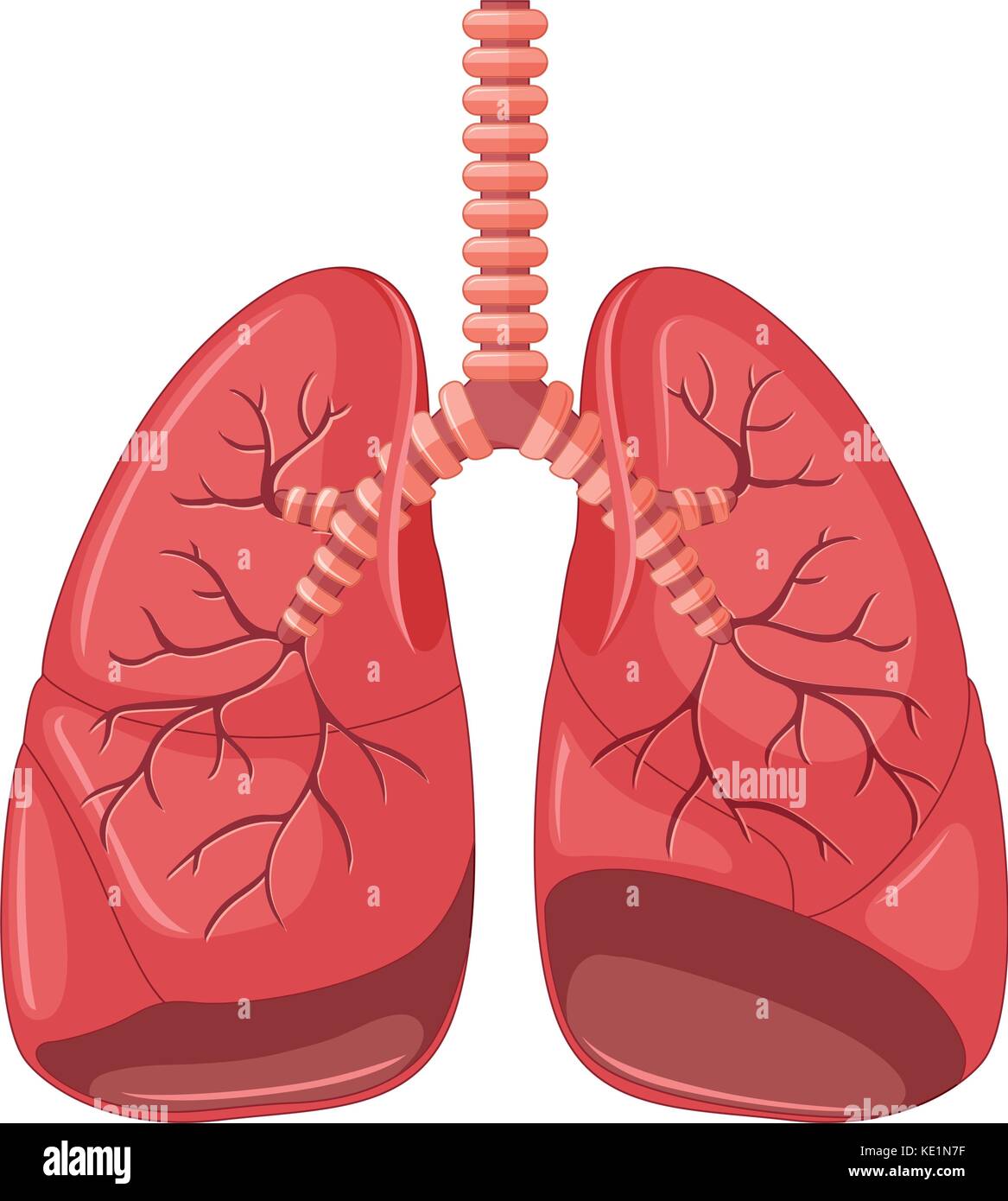 Schéma du poumon de pneumonie illustration Image Vectorielle Stock - Alamy