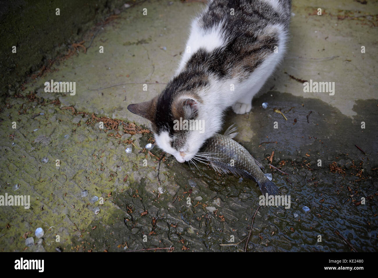 Le chat mange le poisson vivant.. des prises de poissons à manger au ...