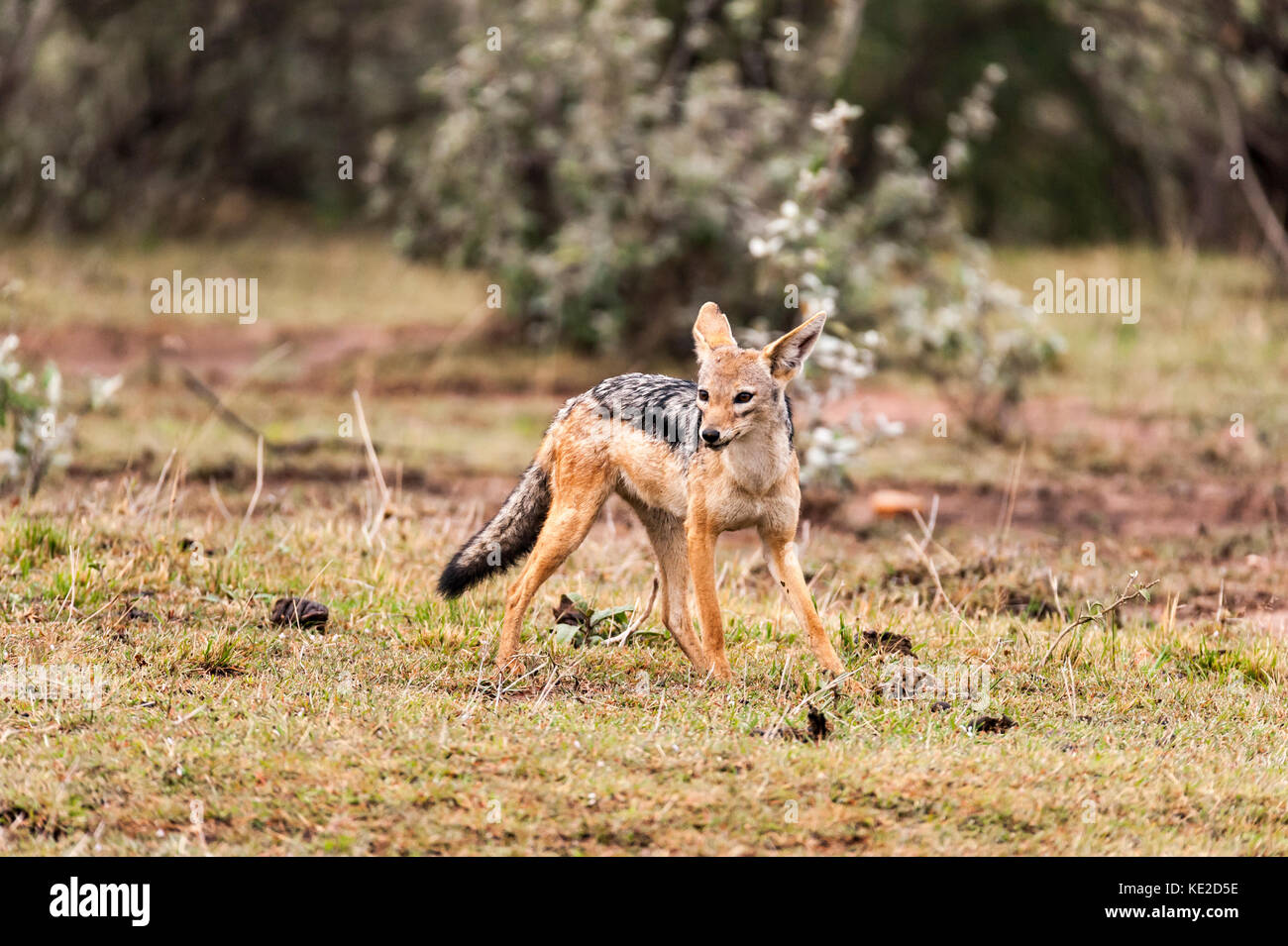 Kenyan chacal Banque de photographies et d’images à haute résolution ...