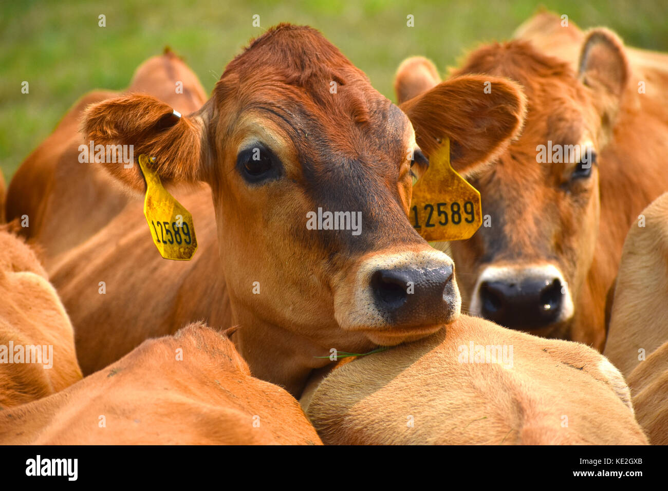 Coup de tête de vache avec des étiquettes d'identification dans les ...