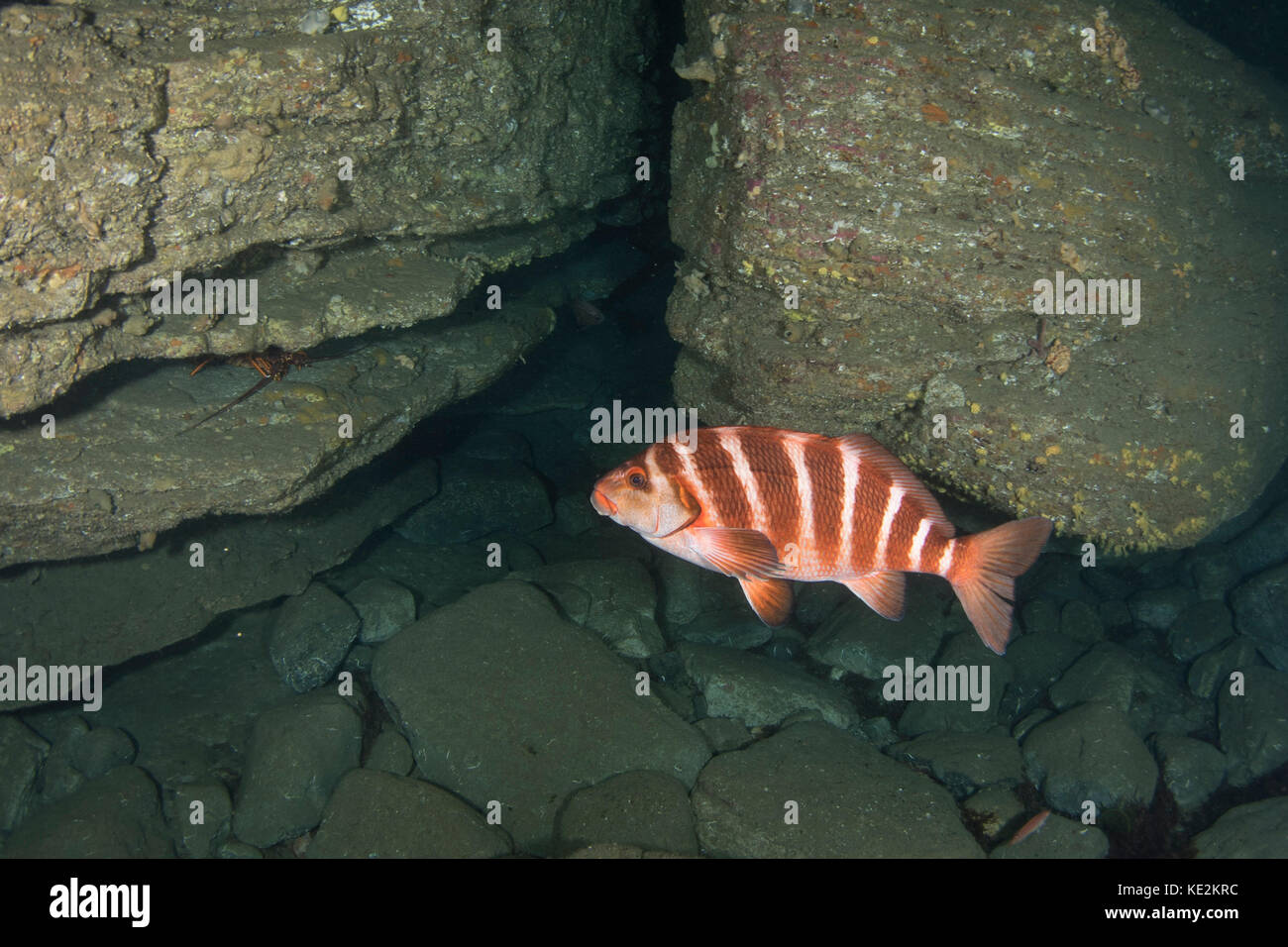 Cheilodactylus spectabilis Banque de photographies et d’images à haute ...