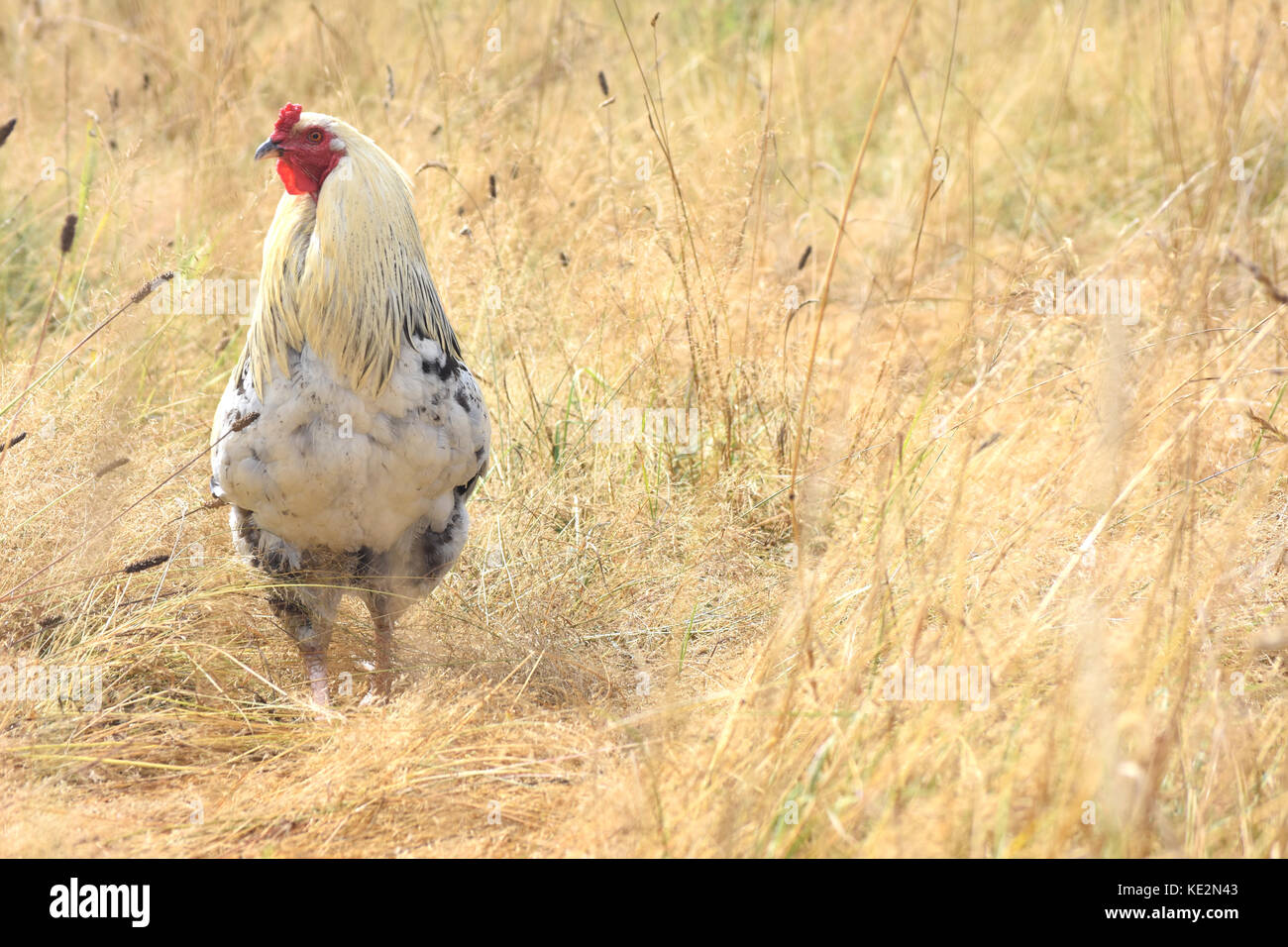 Race de coq en liberté Banque de photographies et d’images à haute ...
