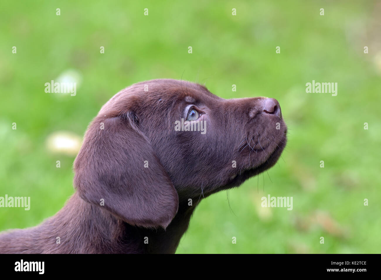 Un très mignon et câlin ou labradinger springador puppy dog, un ...