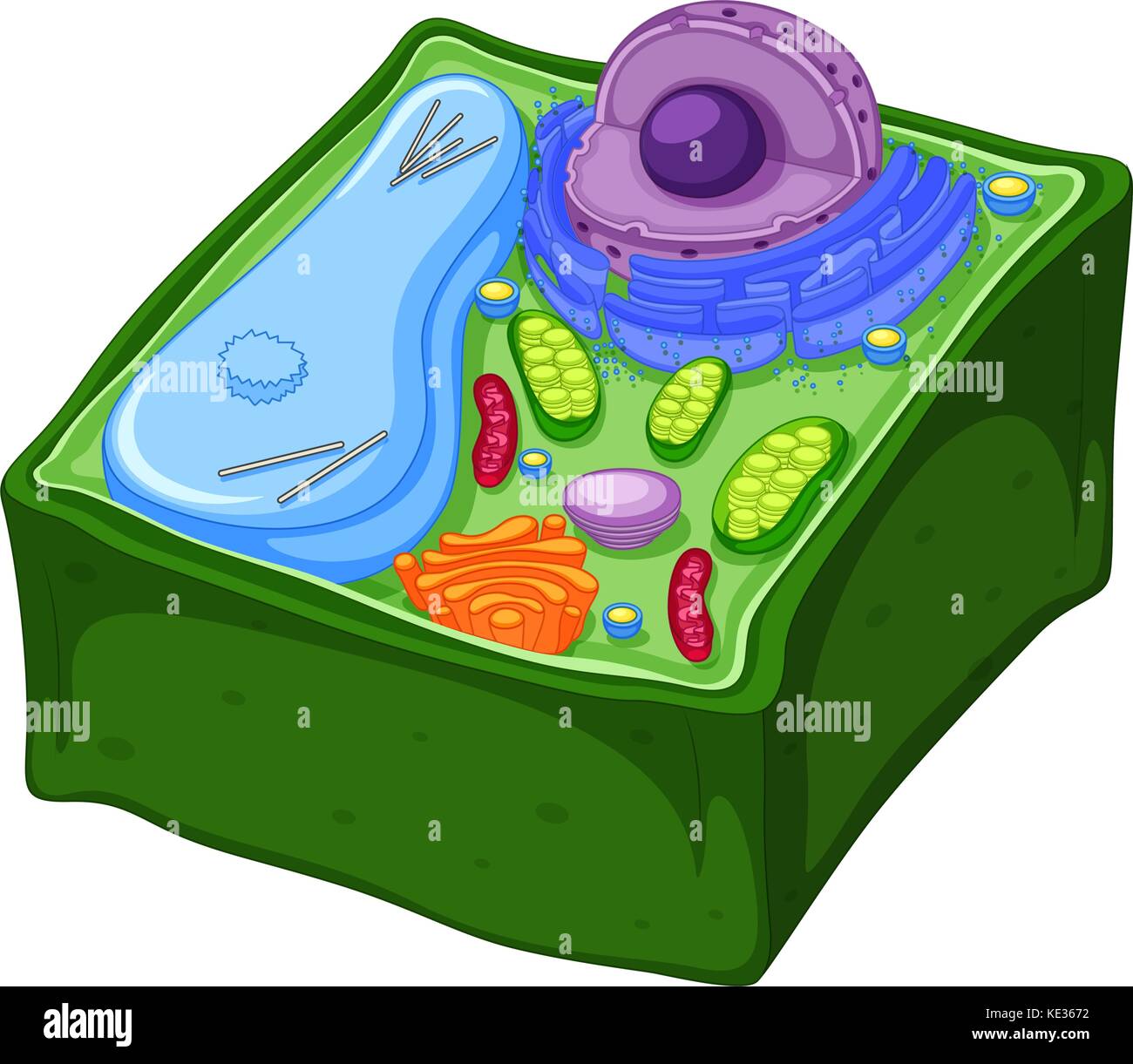 Schéma de la cellule végétale Banque d'images vectorielles - Alamy