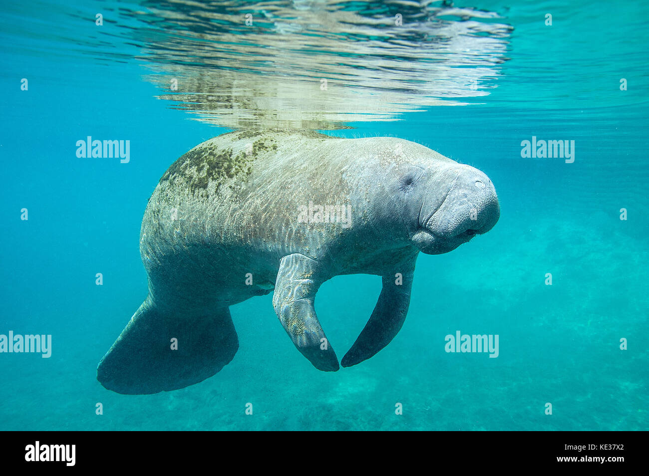 Image de lamantin Banque de photographies et d’images à haute ...